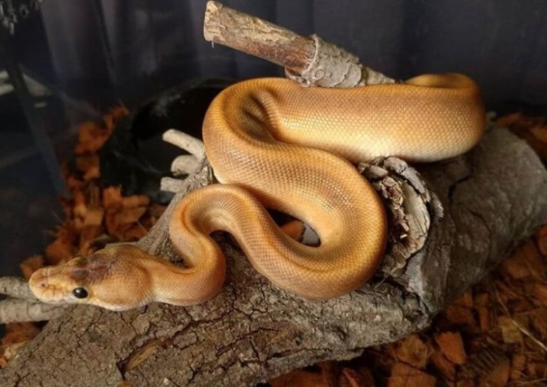 Pet Snake Names - 500+ Inspiring Ideas For Naming Your Pet Snake | PetPress