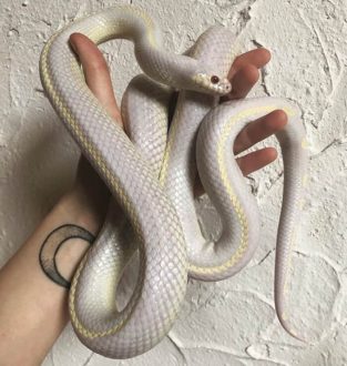 Pet Snake Names - 500+ Inspiring Ideas For Naming Your Pet Snake - PetPress