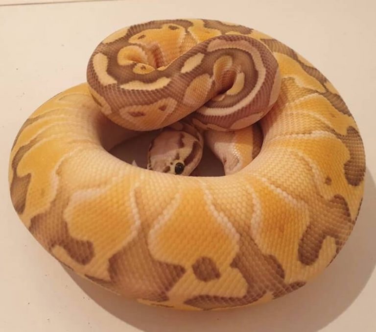 Pet Snake Names - 500+ Inspiring Ideas For Naming Your Pet Snake - PetPress