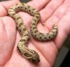 Pet Snake Names - 500+ Inspiring Ideas For Naming Your Pet Snake - PetPress