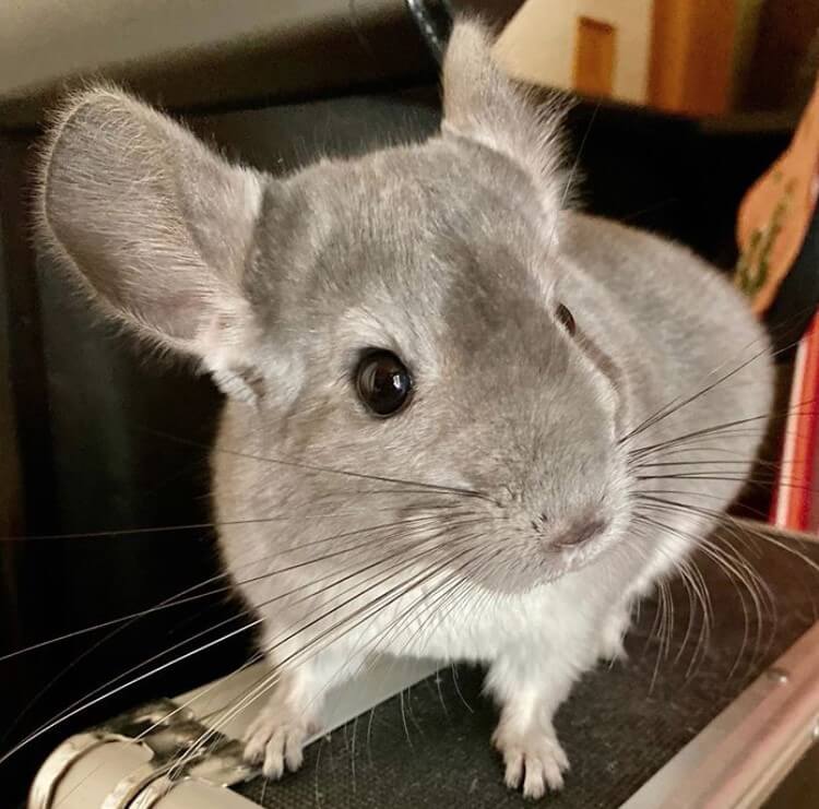 Best Chinchilla Names - 500 Amazing Ideas For Naming Your Chinchilla ...