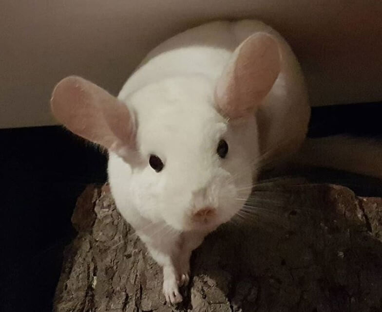 Best Chinchilla Names - 500 Amazing Ideas For Naming Your Chinchilla ...