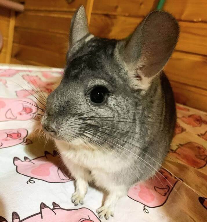 Best Chinchilla Names - 500 Amazing Ideas For Naming Your Chinchilla ...