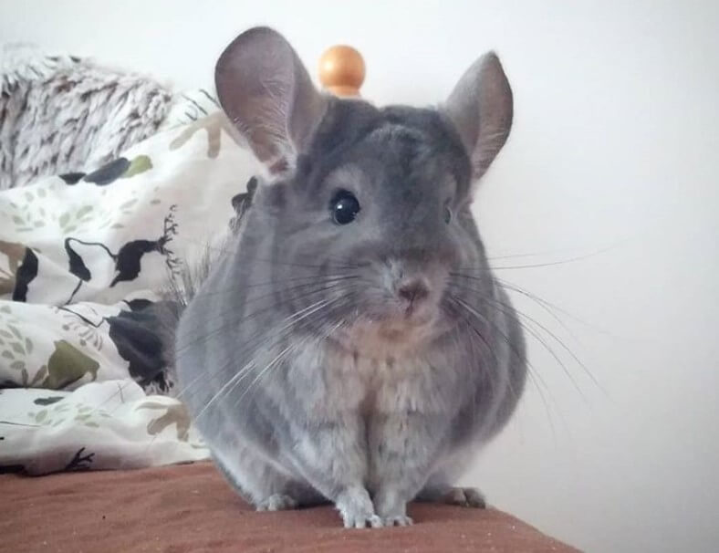Best Chinchilla Names - 500 Amazing Ideas For Naming Your Chinchilla ...