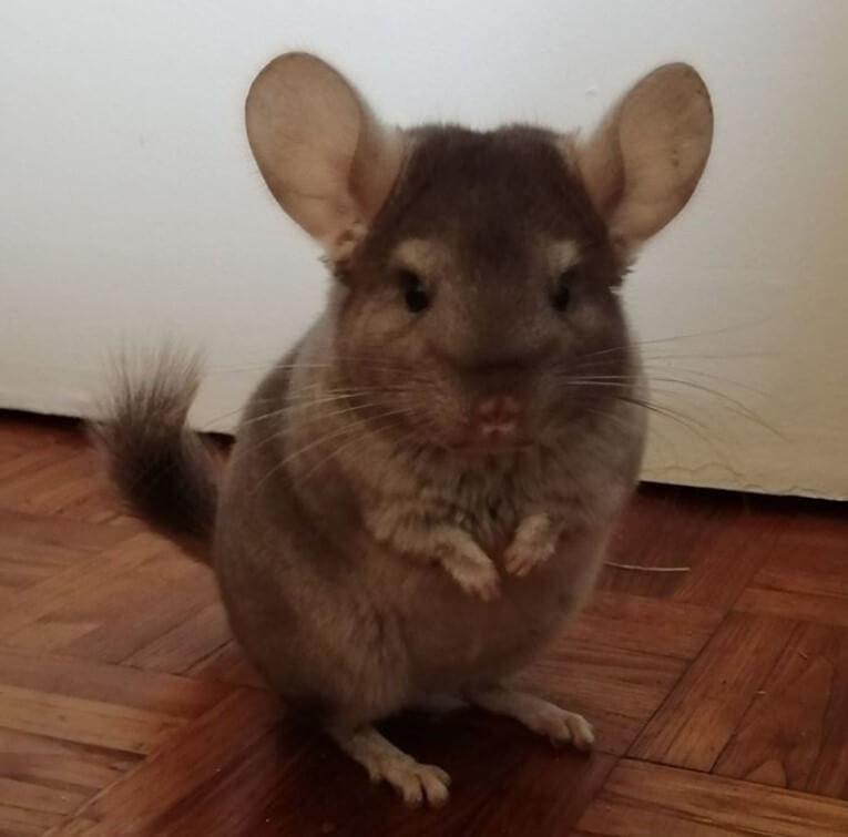 Best Chinchilla Names - 500 Amazing Ideas For Naming Your Chinchilla ...