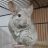 Best Chinchilla Names - 500 Amazing Ideas For Naming Your Chinchilla ...