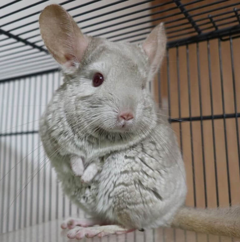 Best Chinchilla Names - 500 Amazing Ideas For Naming Your Chinchilla ...