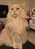 14 Pictures Proving That Maine Coons are Ready For Christmas | PetPress