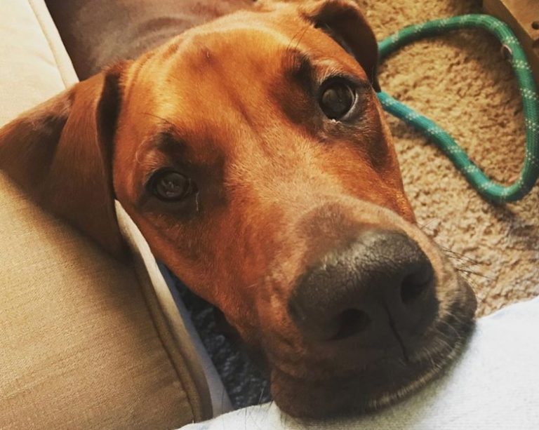 33 Gorgeous Boxer Dog Mixes You Just Have To See | PetPress