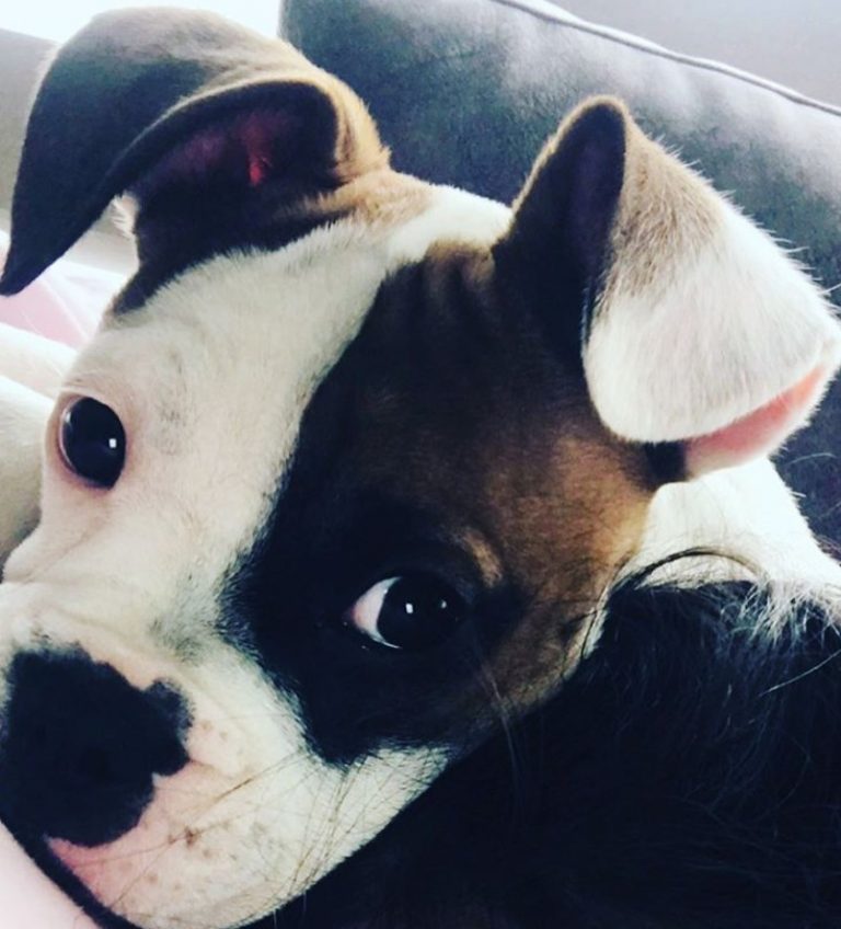 33 Gorgeous Boxer Dog Mixes You Just Have To See | PetPress