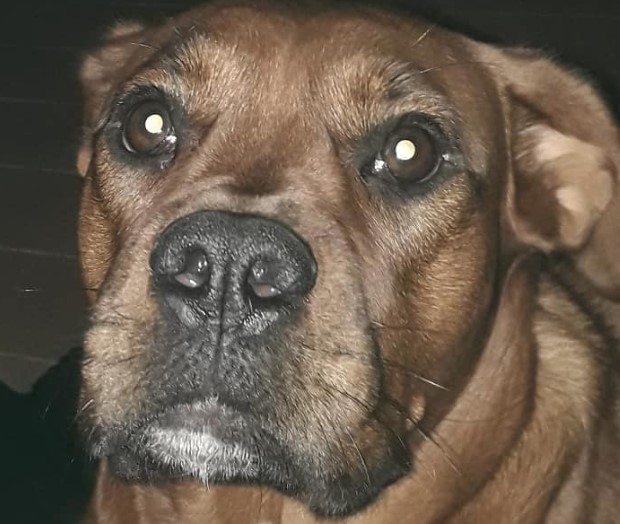33 Gorgeous Boxer Dog Mixes You Just Have To See | PetPress
