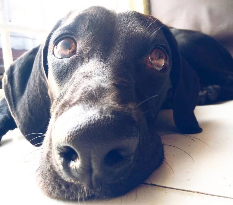 33 Gorgeous Boxer Dog Mixes You Just Have To See - PetPress