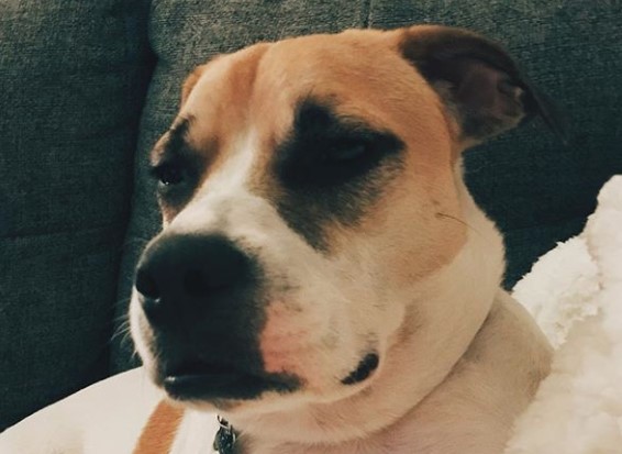 33 Gorgeous Boxer Dog Mixes You Just Have To See | PetPress