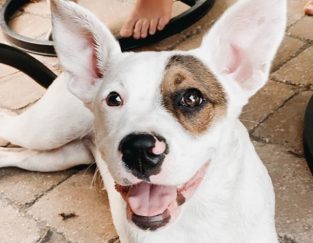 33 Gorgeous Boxer Dog Mixes You Just Have To See - PetPress