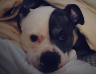 33 Gorgeous Boxer Dog Mixes You Just Have To See | PetPress