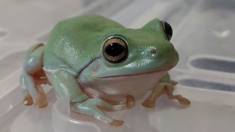 65 Funny Frog Names | Frog Name Ideas That Are Hilarious!