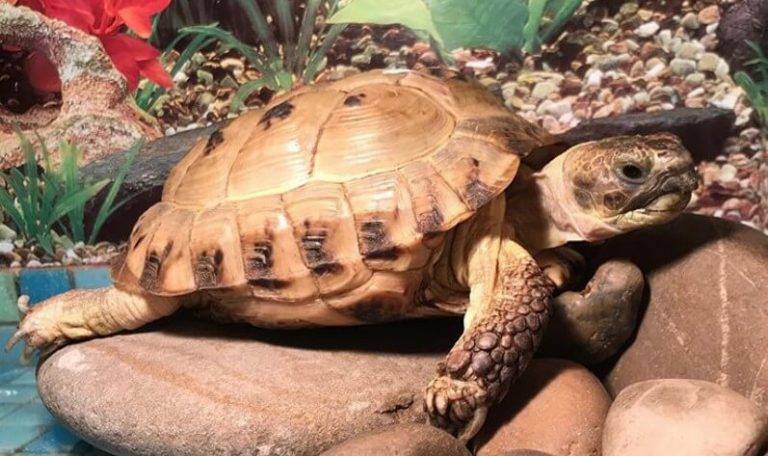 600+ Best Pet Turtle Names (Cute, Funny, & Famous Names) | PetPress