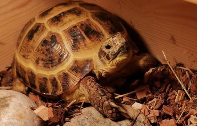 600+ Best Pet Turtle Names (Cute, Funny, & Famous Names) | PetPress