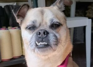 48 Ridiculously Cute Pug Mixes You Have To See To Believe | PetPress