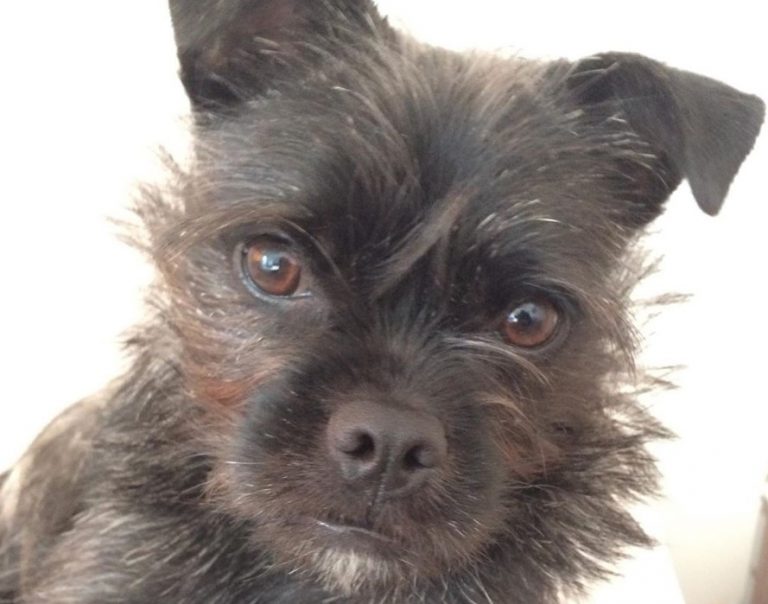 48 Ridiculously Cute Pug Mixes You Have To See To Believe | PetPress