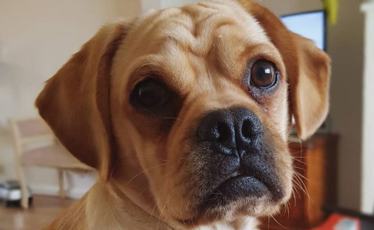 48 Ridiculously Cute Pug Mixes You Have To See To Believe - PetPress