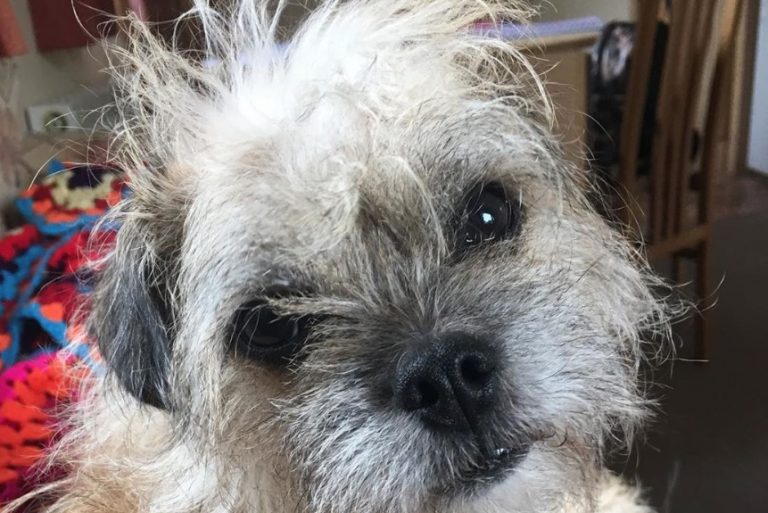 48 Ridiculously Cute Pug Mixes You Have To See To Believe - PetPress