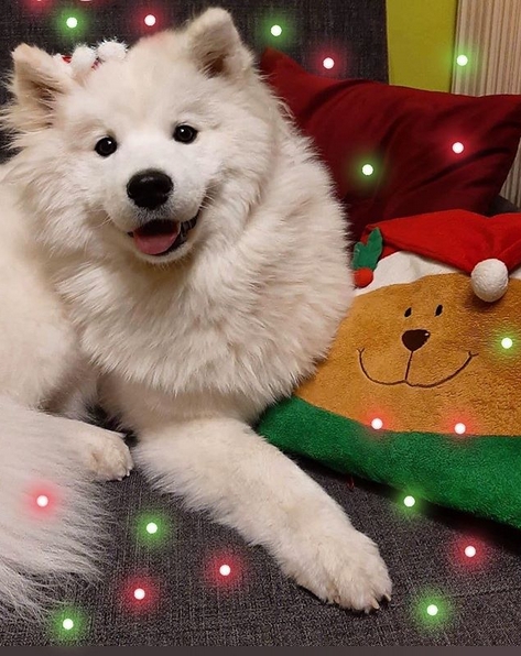 14 Funny Samoyed Dogs Who Like Decorating the House for Christmas ...