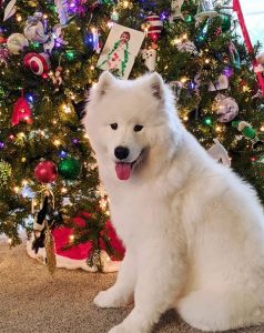 14 Funny Samoyed Dogs Who Like Decorating the House for Christmas ...