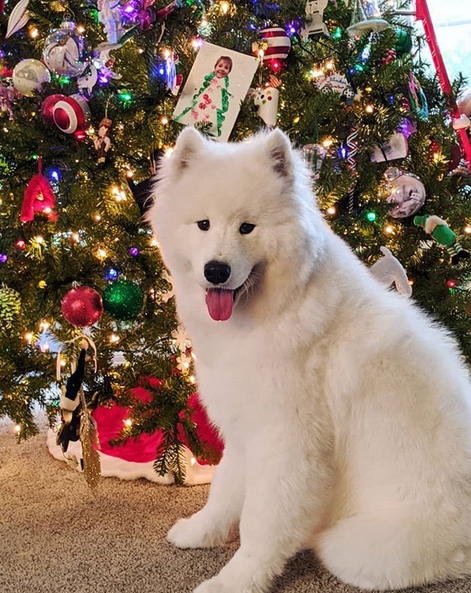 14 Funny Samoyed Dogs Who Like Decorating the House for Christmas ...
