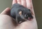 Mouse Names: Over 600 Cute And Funny Names For A Pet Mouse
