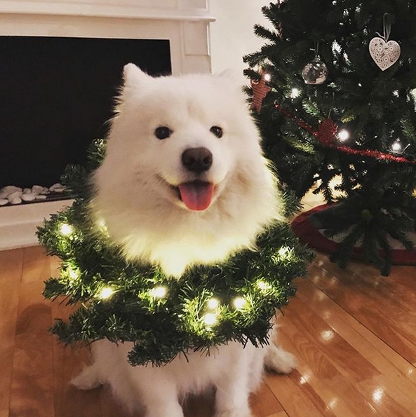 14 Funny Samoyed Dogs Who Like Decorating the House for Christmas ...