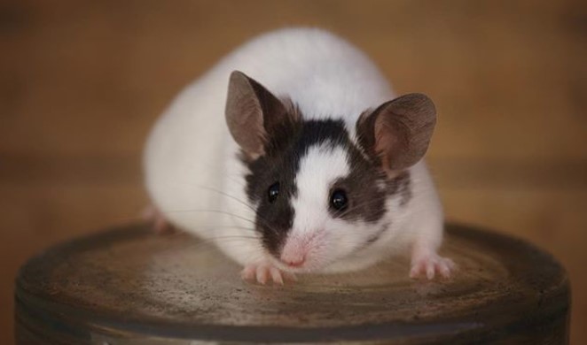 Mouse Names: Over 600 Cute And Funny Names For A Pet Mouse