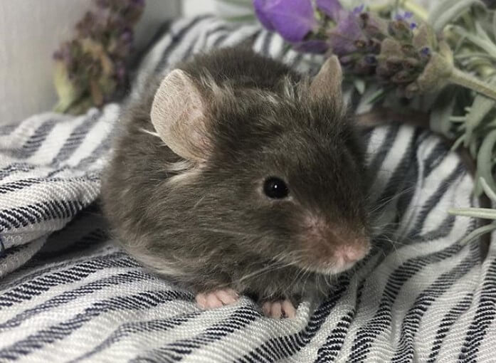 Mouse Names: Over 600 Cute And Funny Names For A Pet Mouse