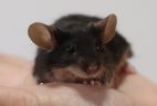 Mouse Names: Over 600 Cute And Funny Names For A Pet Mouse