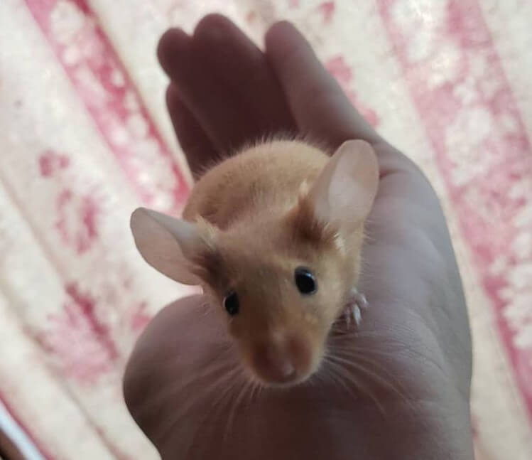 Mouse Names: Over 600 Cute And Funny Names For A Pet Mouse