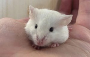 Mouse Names: Over 600 Cute And Funny Names For A Pet Mouse