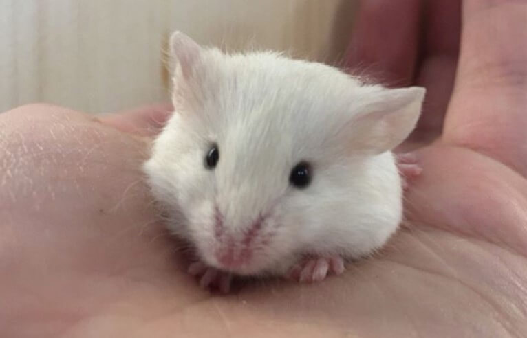 Mouse Names Over 600 Cute And Funny Names For A Pet Mouse mouse-names-over-600-cute-and-funny-names-for-a-pet-mouse