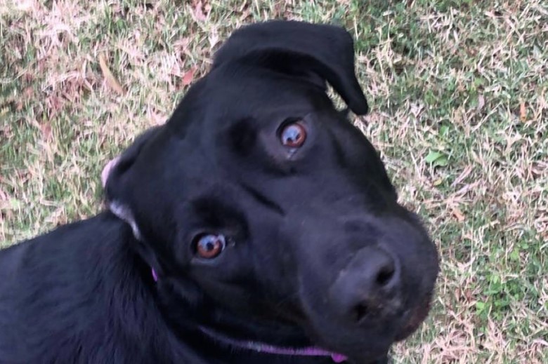 59 Labrador Retrievers Mixed With Other Breeds That Was Pawsome