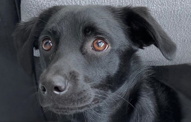59 Labrador Retrievers Mixed With Other Breeds That Was Pawsome