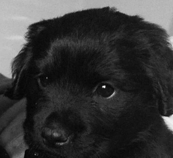 59 Labrador Retrievers Mixed With Other Breeds That Was Pawsome