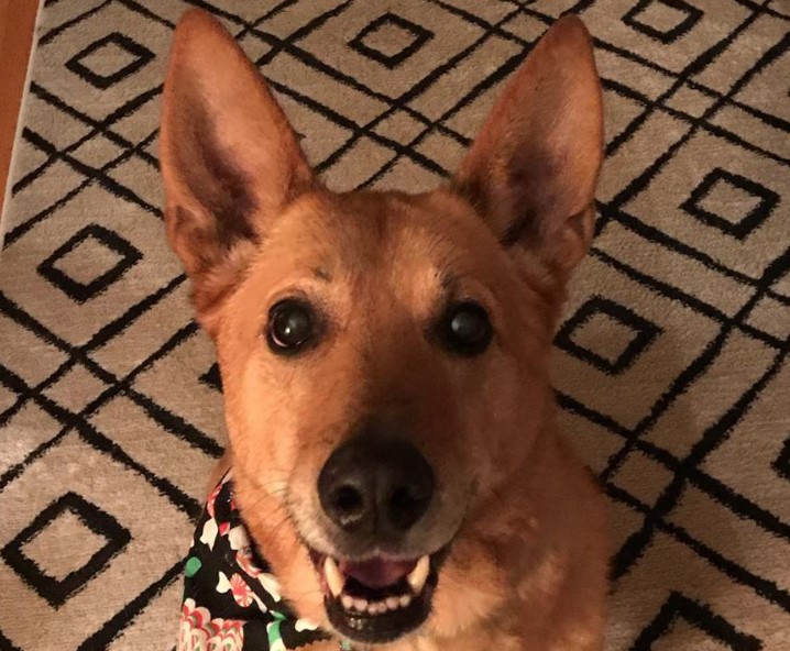 59 Labrador Retrievers Mixed With Other Breeds That Was Pawsome