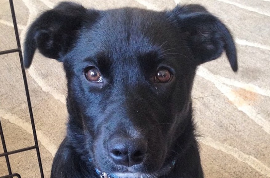 59 Labrador Retrievers Mixed With Other Breeds That Was Pawsome