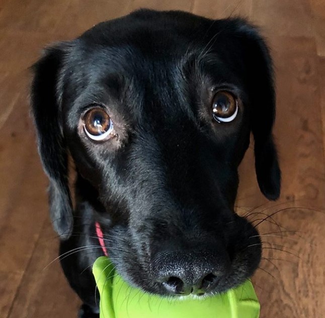 59 Labrador Retrievers Mixed With Other Breeds That Was Pawsome