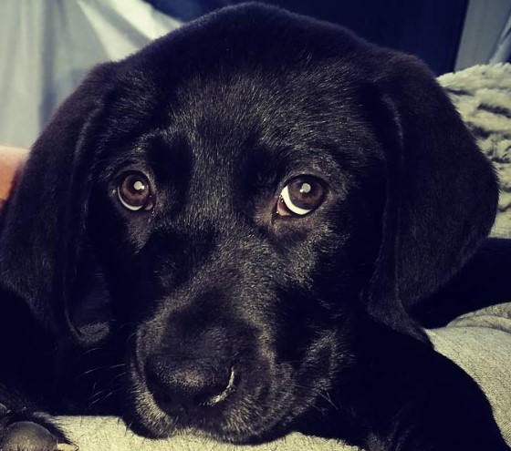 59 Labrador Retrievers Mixed With Other Breeds That Was Pawsome