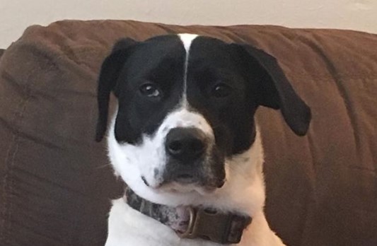 59 Labrador Retrievers Mixed With Other Breeds That Was Pawsome