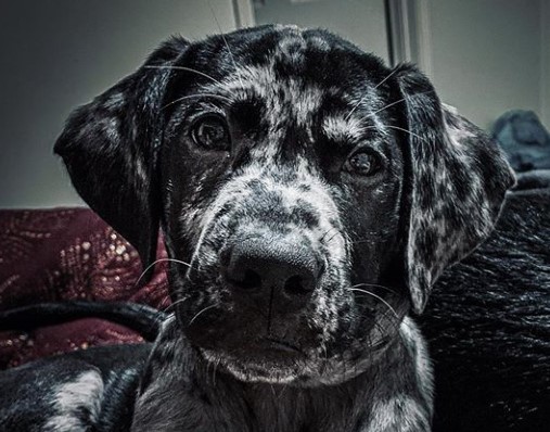 59 Labrador Retrievers Mixed With Other Breeds That Was Pawsome