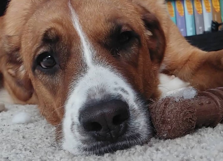 59 Labrador Retrievers Mixed With Other Breeds That Was Pawsome