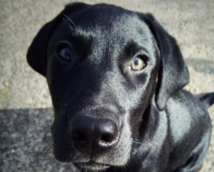 59 Labrador Retrievers Mixed With Other Breeds That Was Pawsome