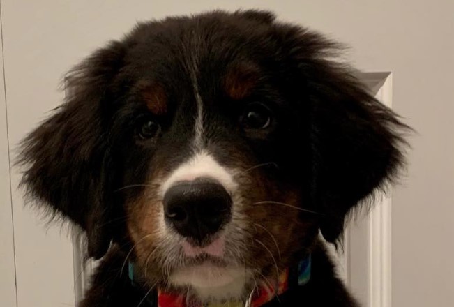 59 Labrador Retrievers Mixed With Other Breeds That Was Pawsome