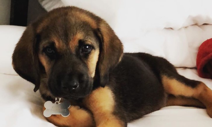 59 Labrador Retrievers Mixed With Other Breeds That Was Pawsome